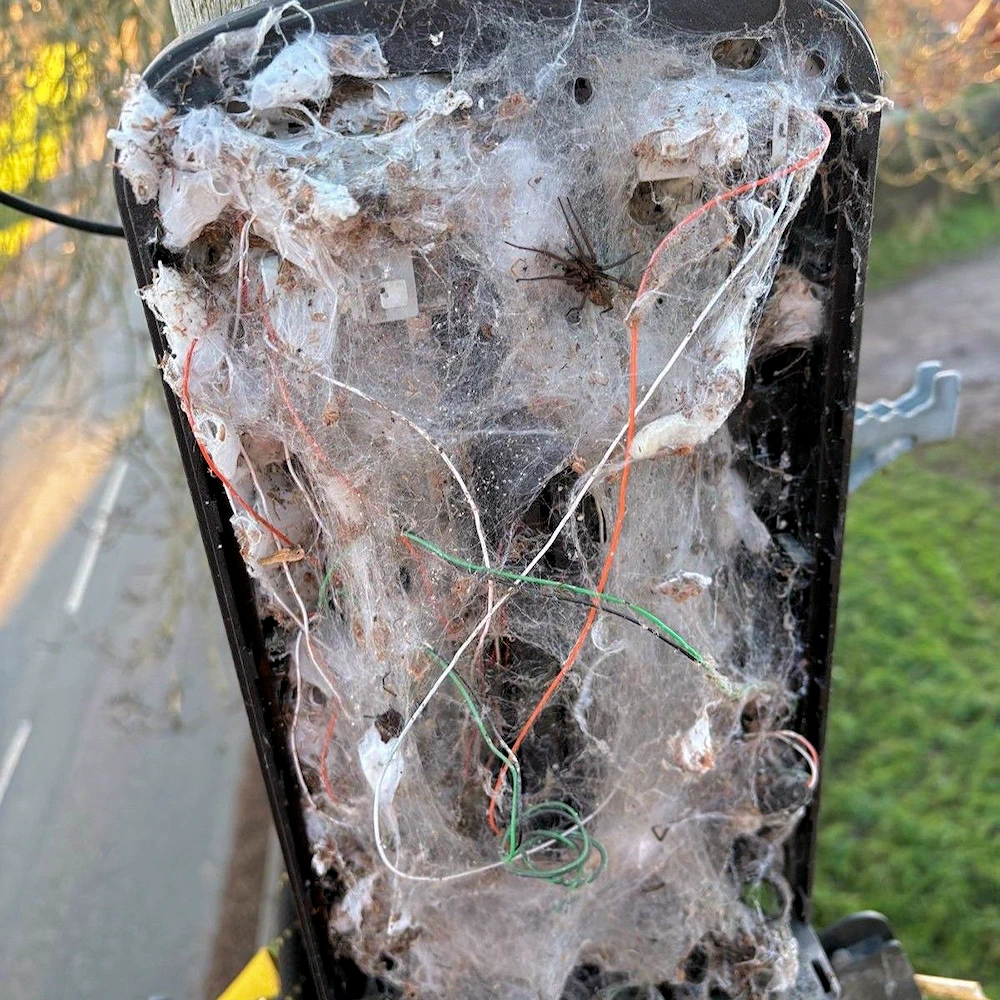 A Spider Surprise for One of Openreach's Engineers in Staffordshire ...